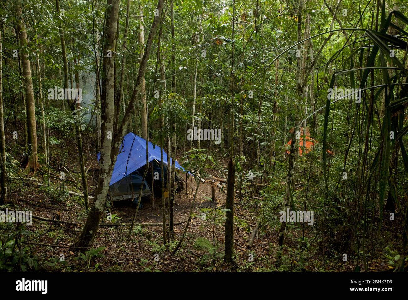 Camp in Senopi forest, Vogelkop Peninsula, West Papua, October 2010 ...