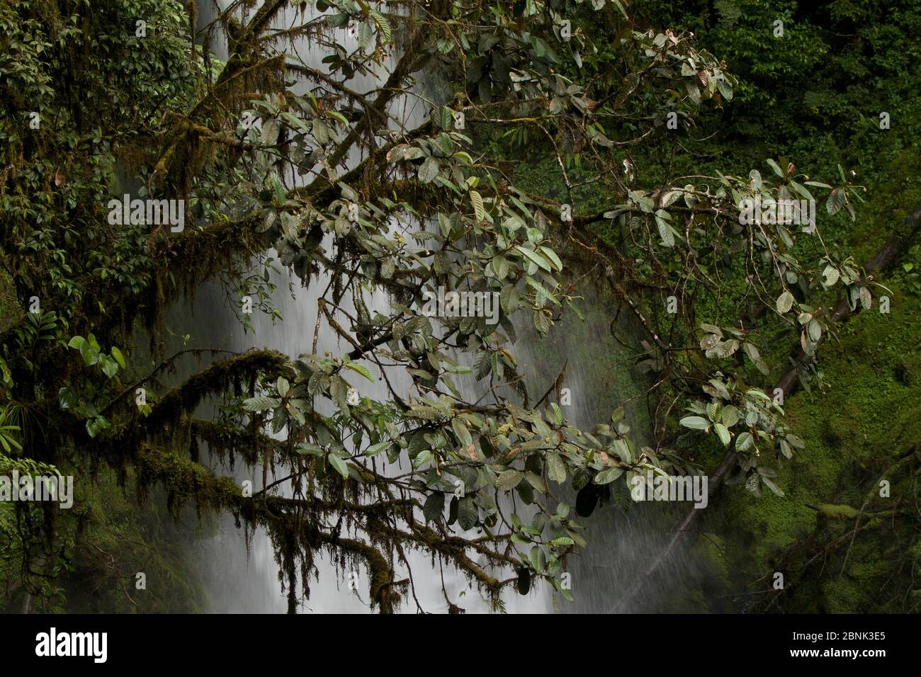 Waterfall in the Ambua Forest, with moss covered rainforest tree in ...