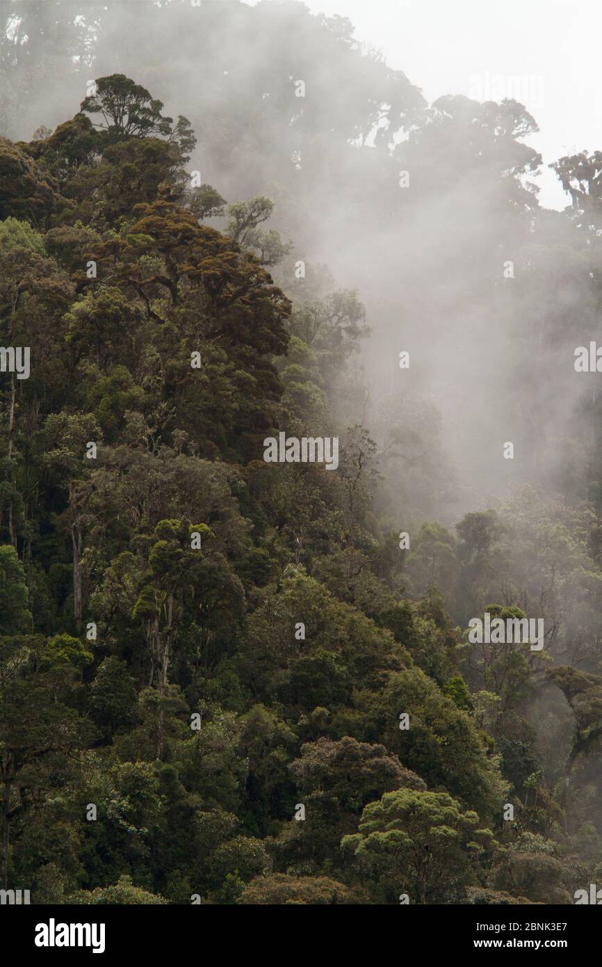 Montane rainforest at 2800 m elevation, Tomba Pass area, Enga Province ...