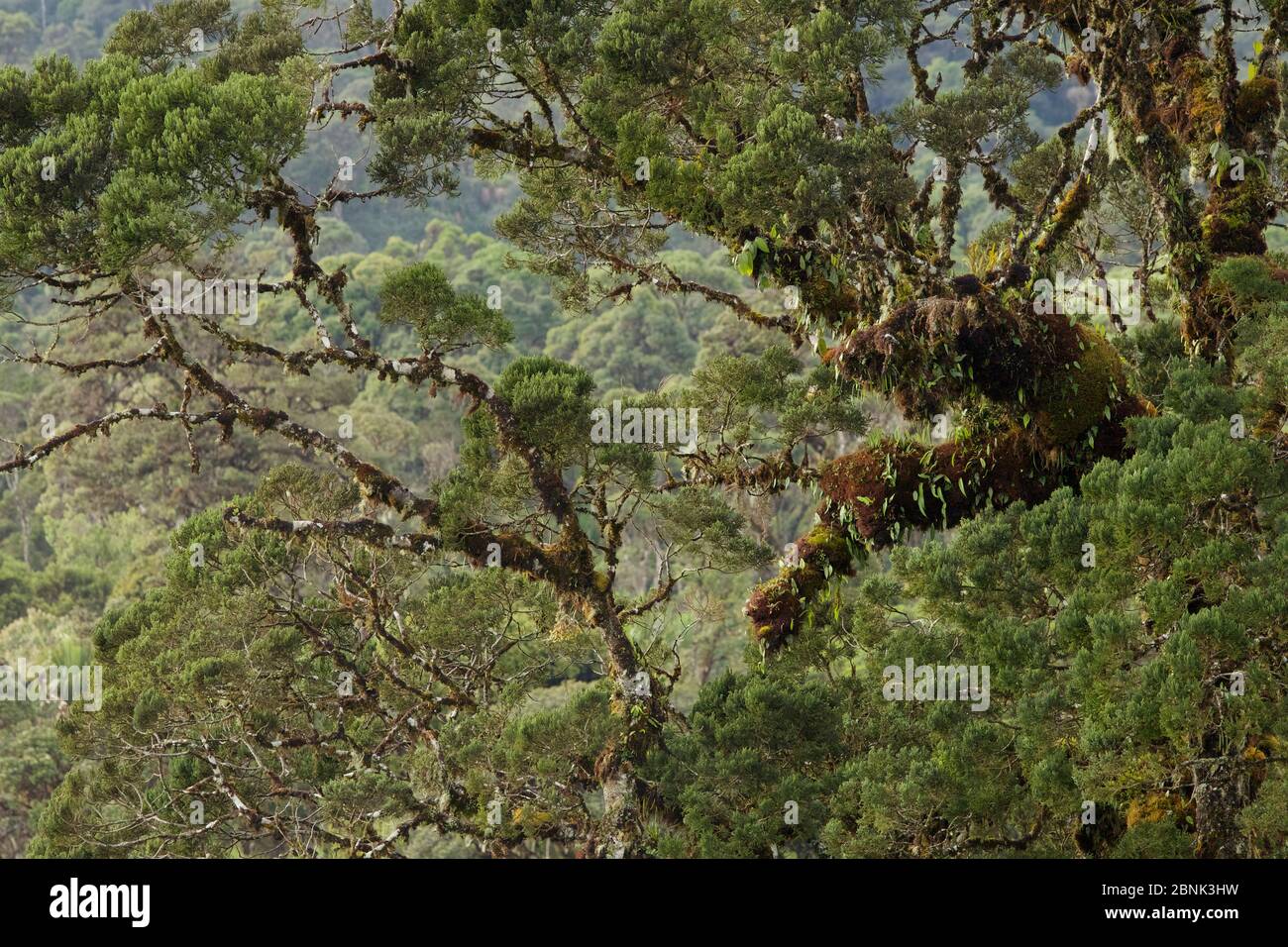 Montane rainforest near Tomba Pass, Enga Province, Papua New Guinea ...