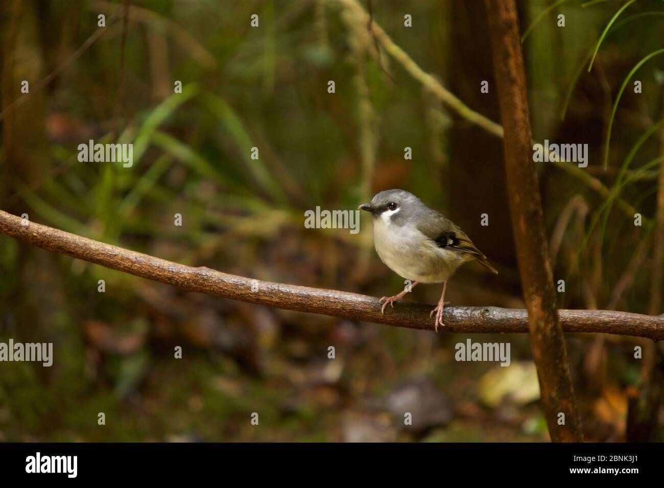 Ashy robin (Poecilodryas albispecularis albispecularis) Arfak Mountains ...