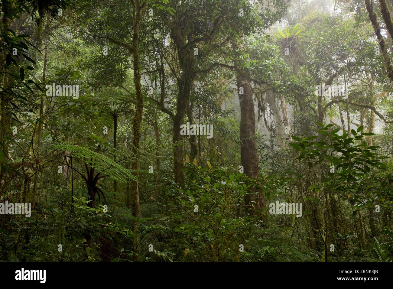 Rainforest forest tree trees papua new guinea hi-res stock photography ...