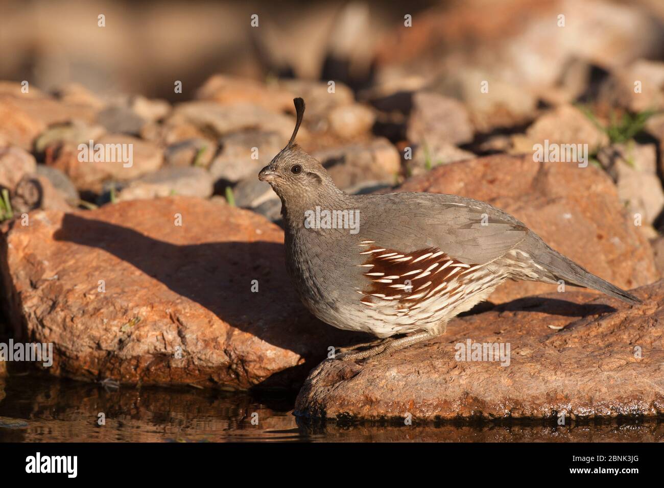 Gambel's quail (Callipepla gambelii) by a water hole in Southern ...