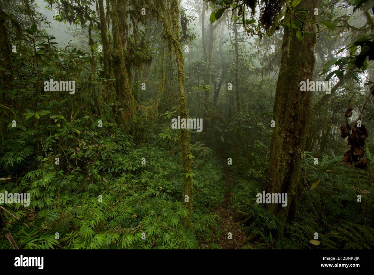 Rainforest forest tree trees papua new guinea hi-res stock photography ...