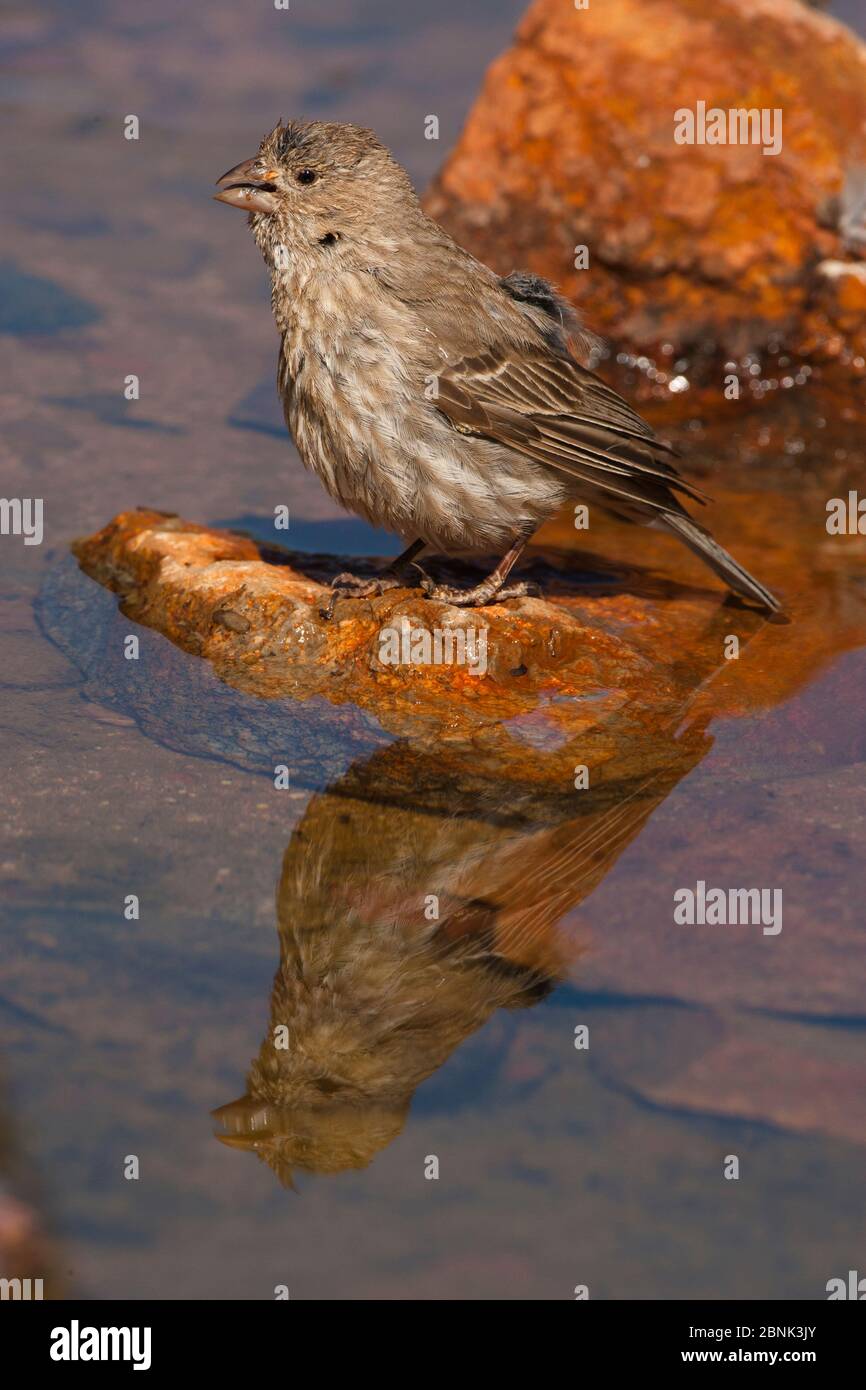 House finch (Carpodacus mexicanus) at pond, Madera Canyon, Arizona, USA ...