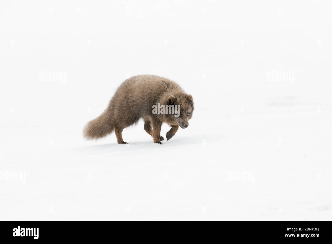 Arctic fox (Alopex lagopus) showing blue colour morph in winter coat ...