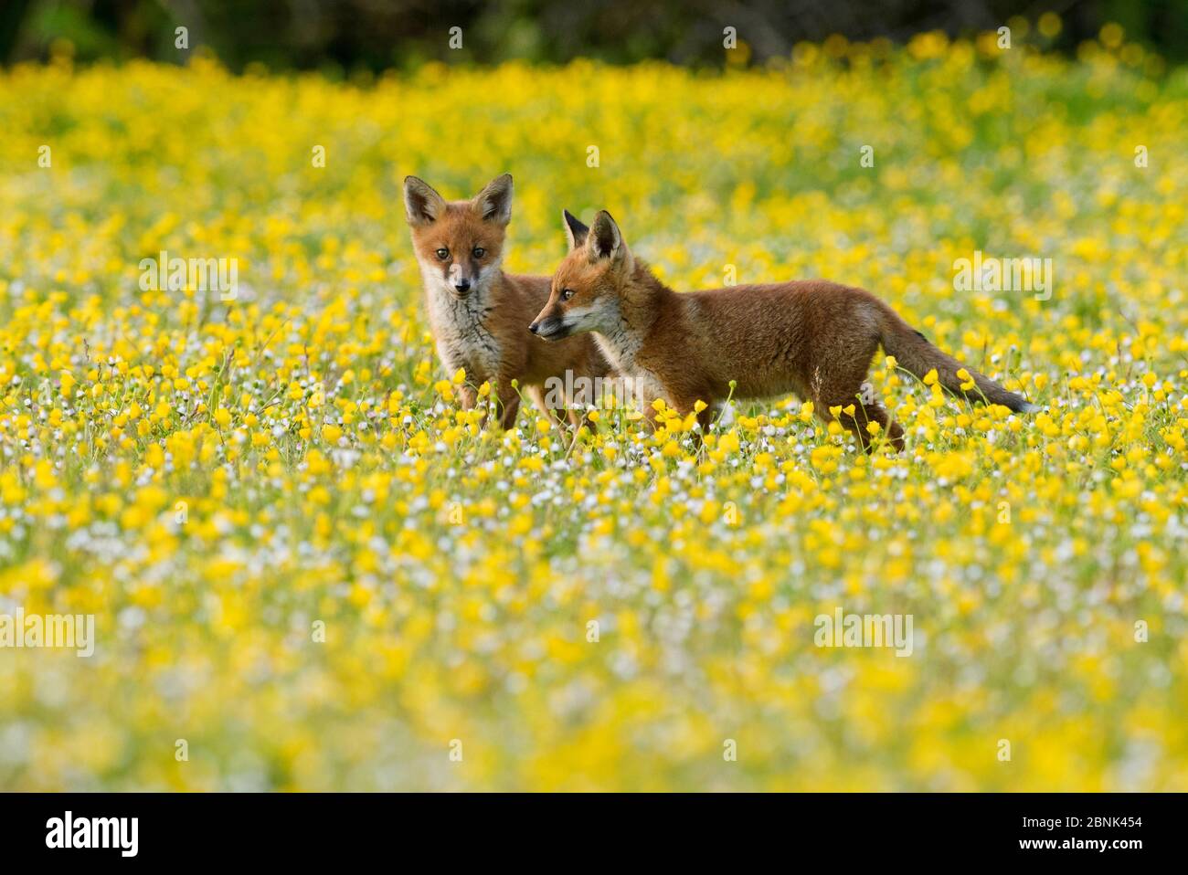 Red fox (Vulpes vulpes) two 8 week old cubs in flower meadow, Kent, UK ...
