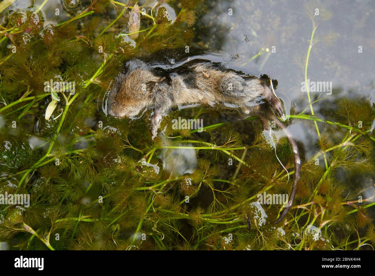 Water vole (Arvicola amphibius) dead juvenile floating on water, Kent ...