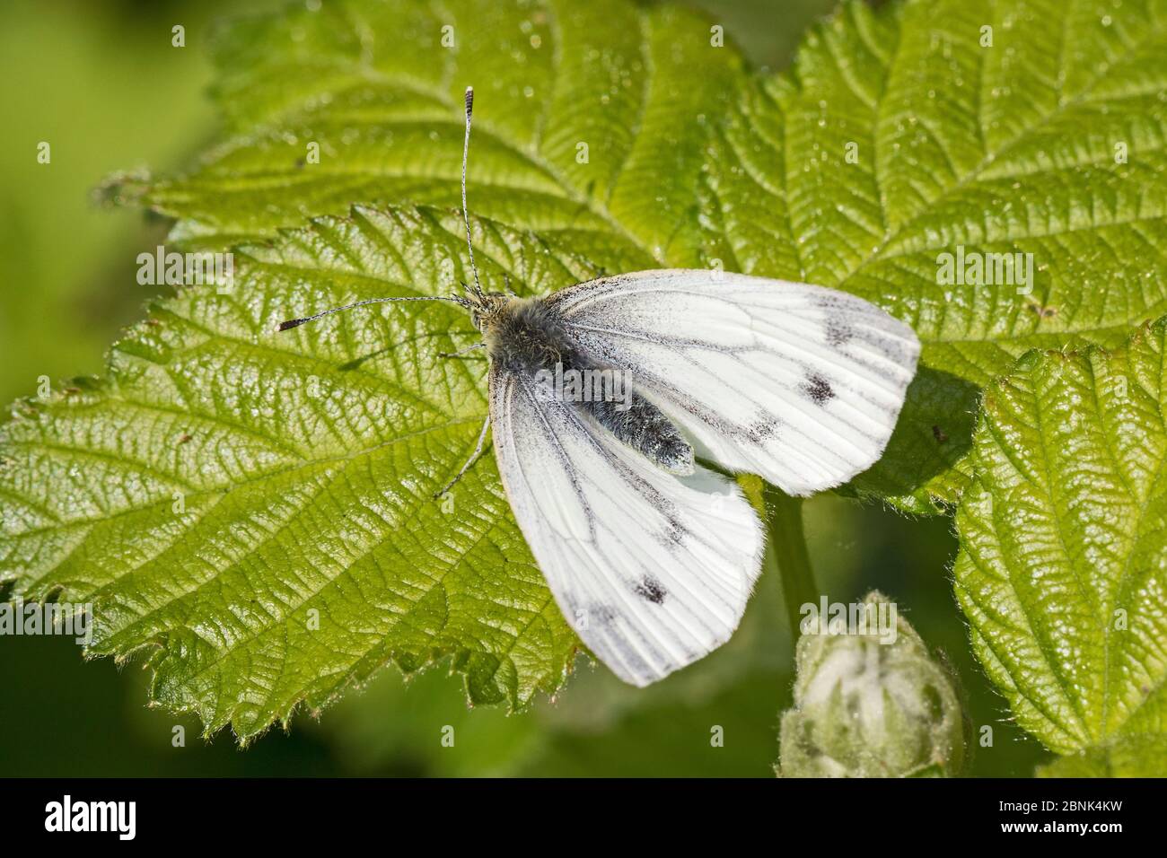 Small white butterfly (Pieris rapae) female, Brockley Cemetery ...