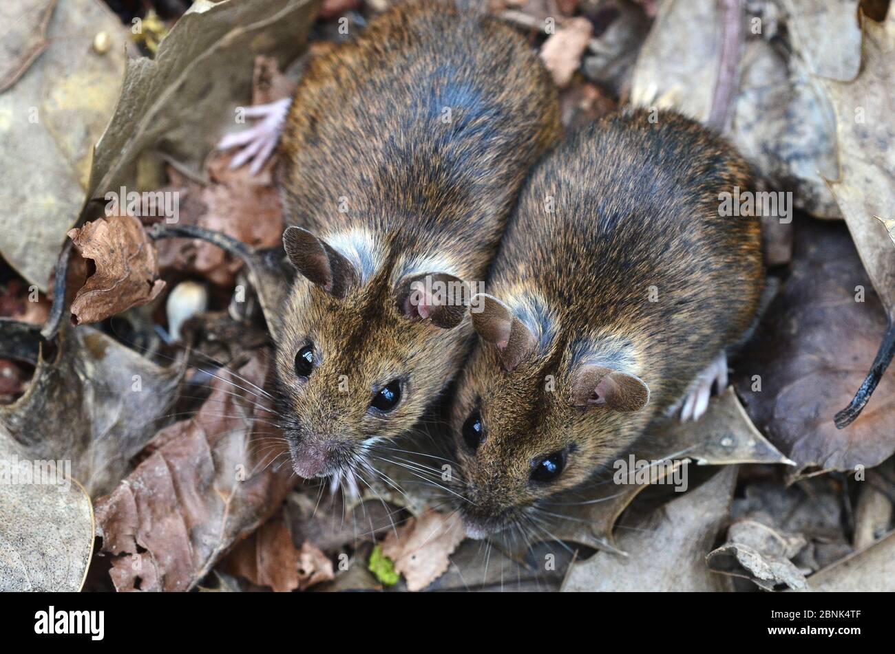 Wood mice hi-res stock photography and images - Alamy