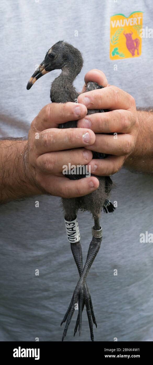 Gloss ibis (Plegadis falcinella) juvenile held in human hands during ...