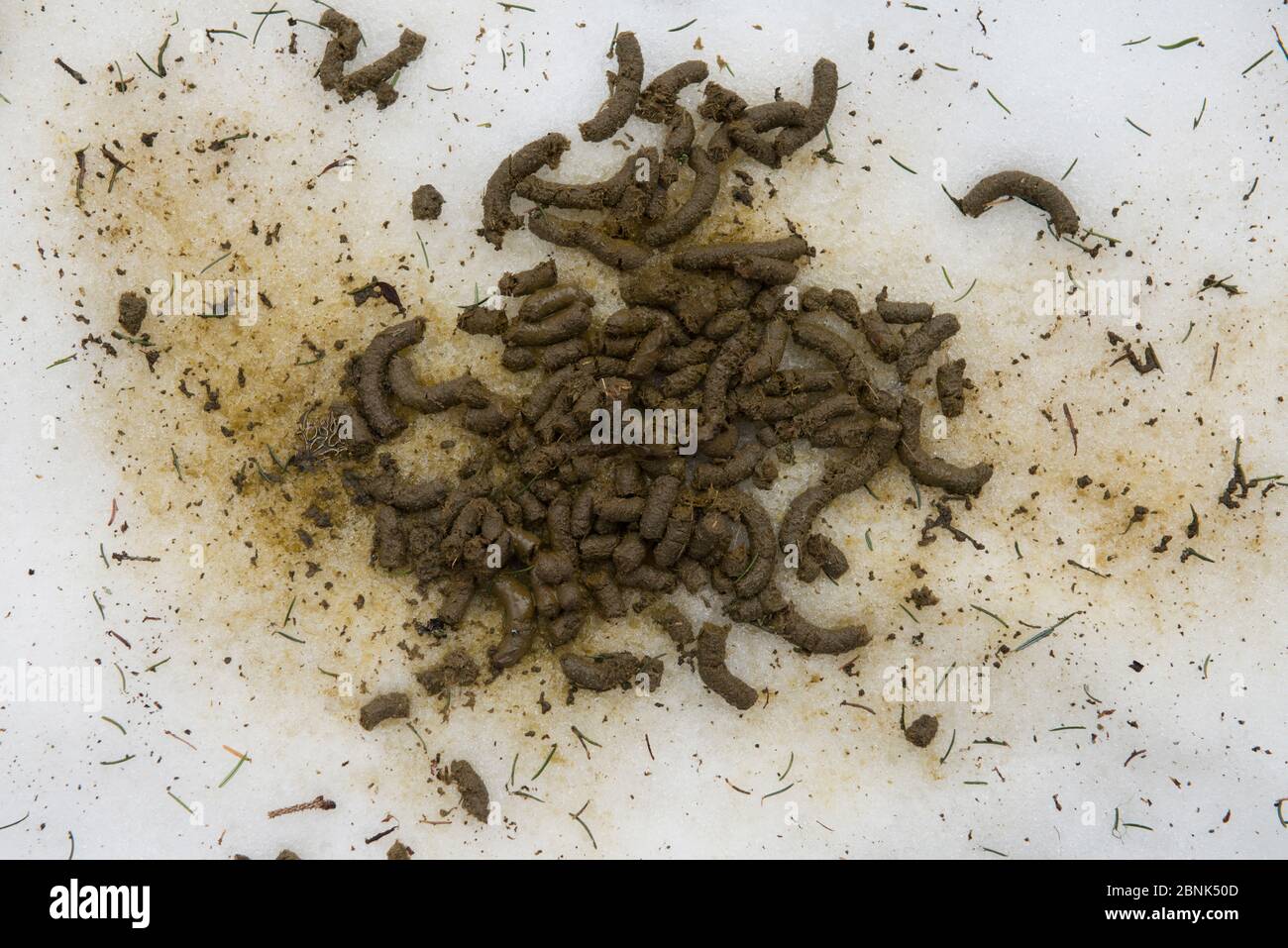 Bird faeces hi-res stock photography and images - Alamy