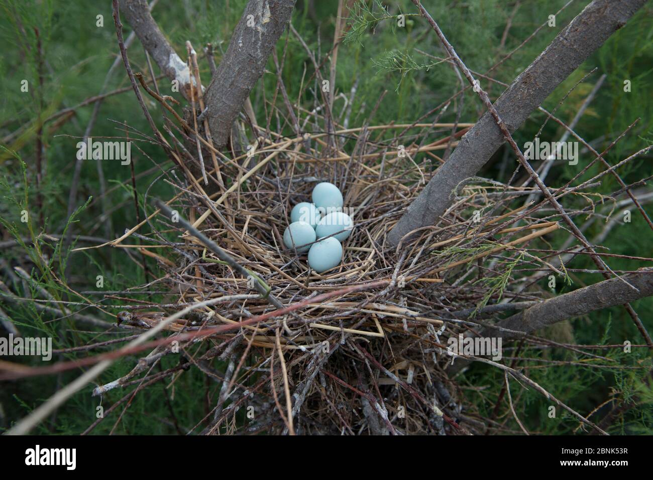 Glossy ibis egg hi-res stock photography and images - Alamy