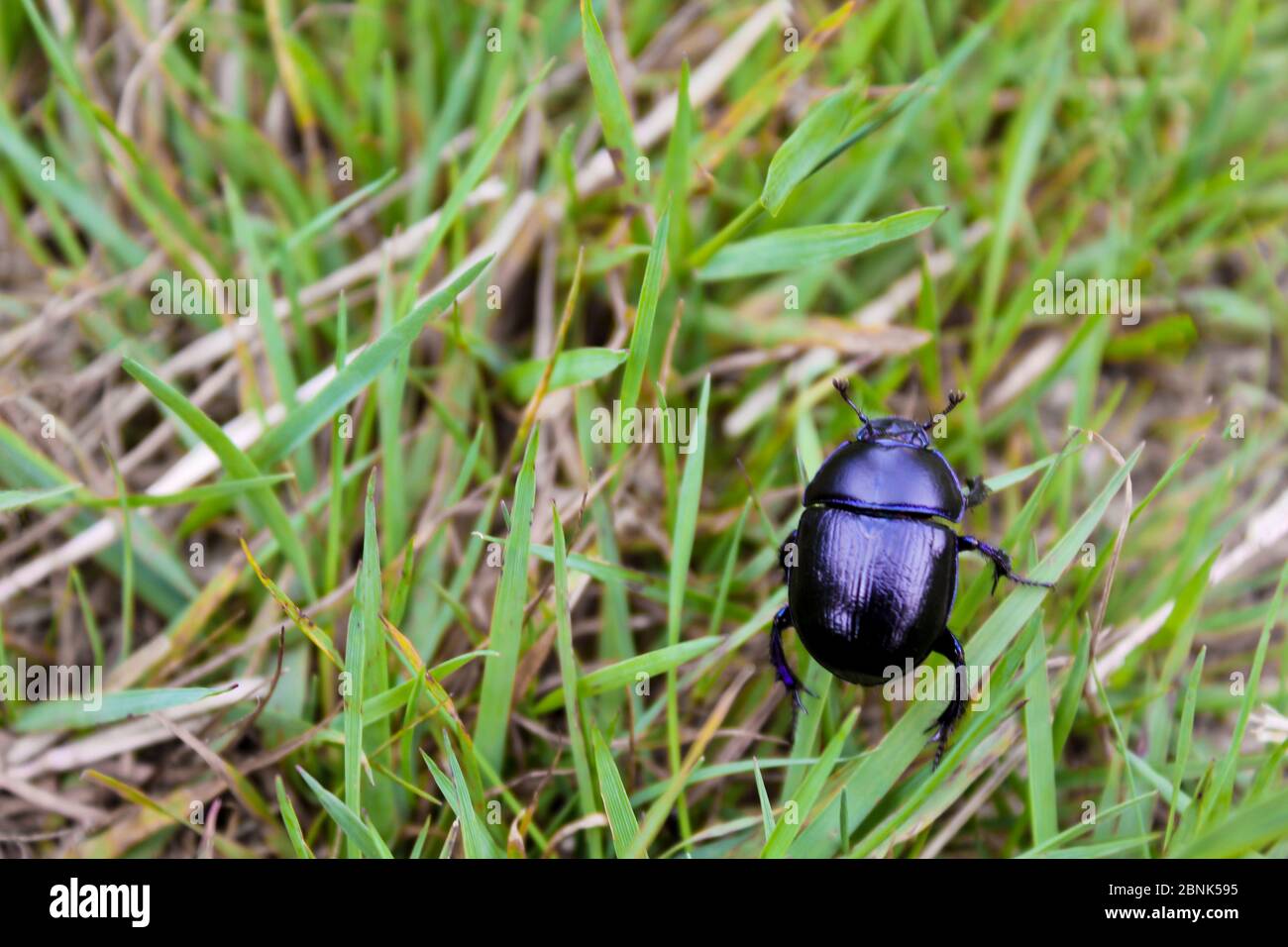 Dung beetle in a meadow in northern Germany Stock Photo - Alamy