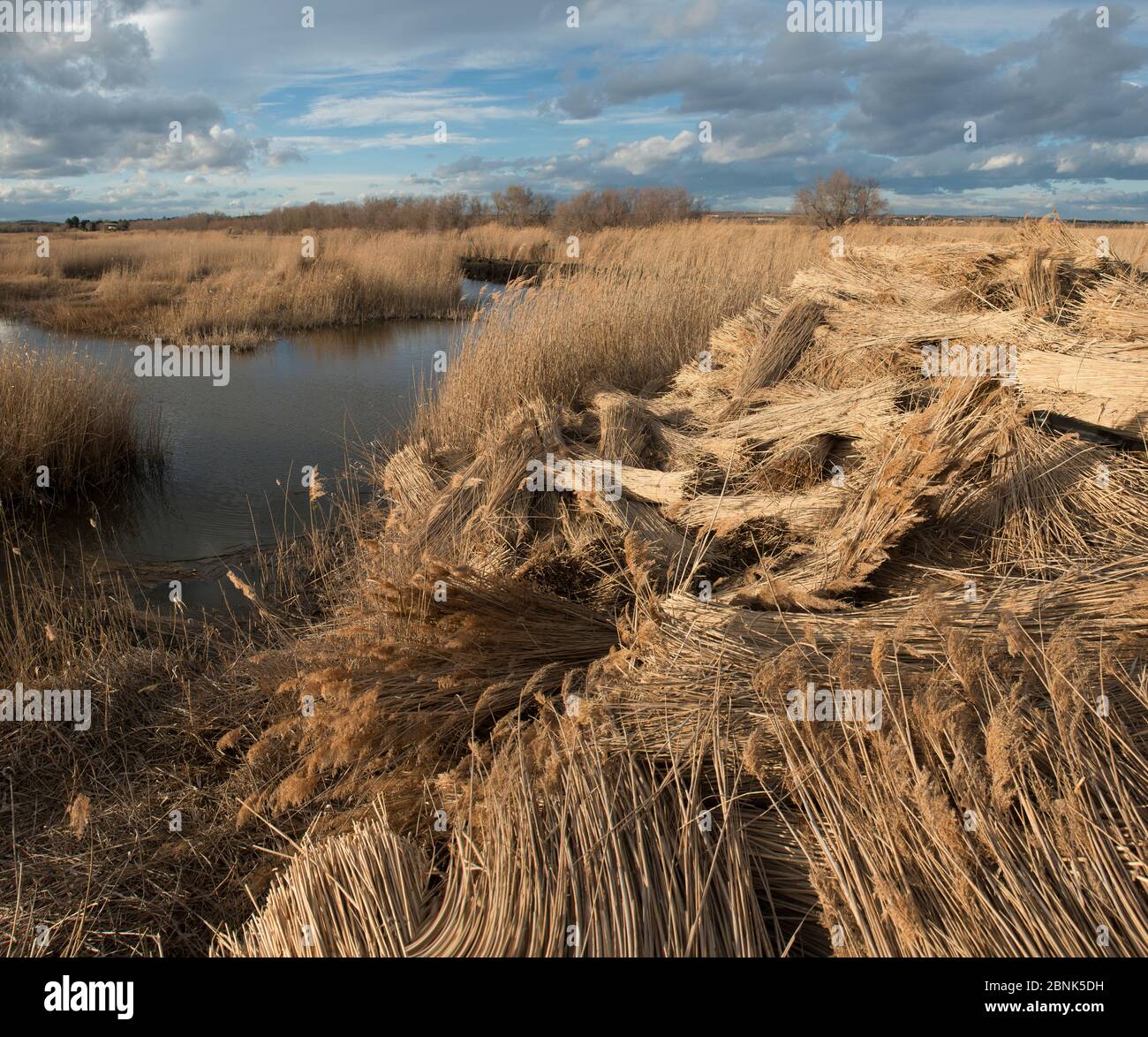 Reedbeds france hi-res stock photography and images - Alamy