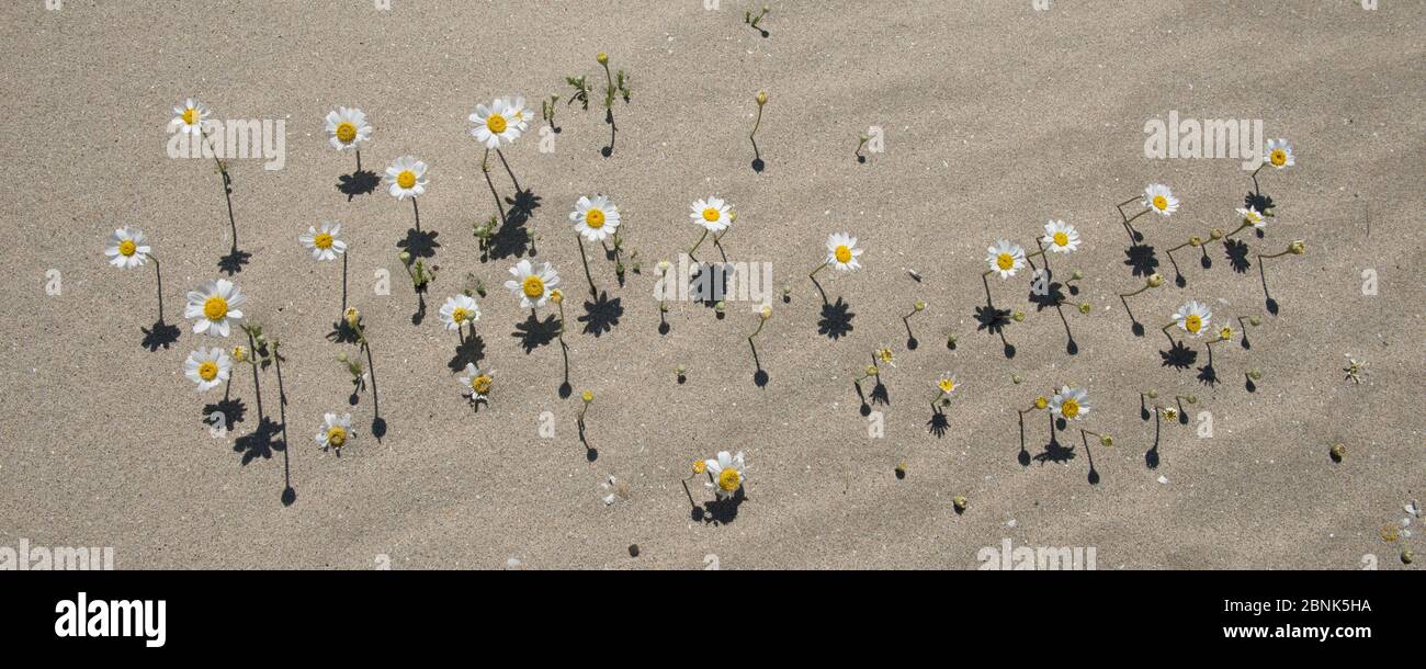 Sea chamomile (Anthemis maritima) in sand dunes, Camargue, France, May ...