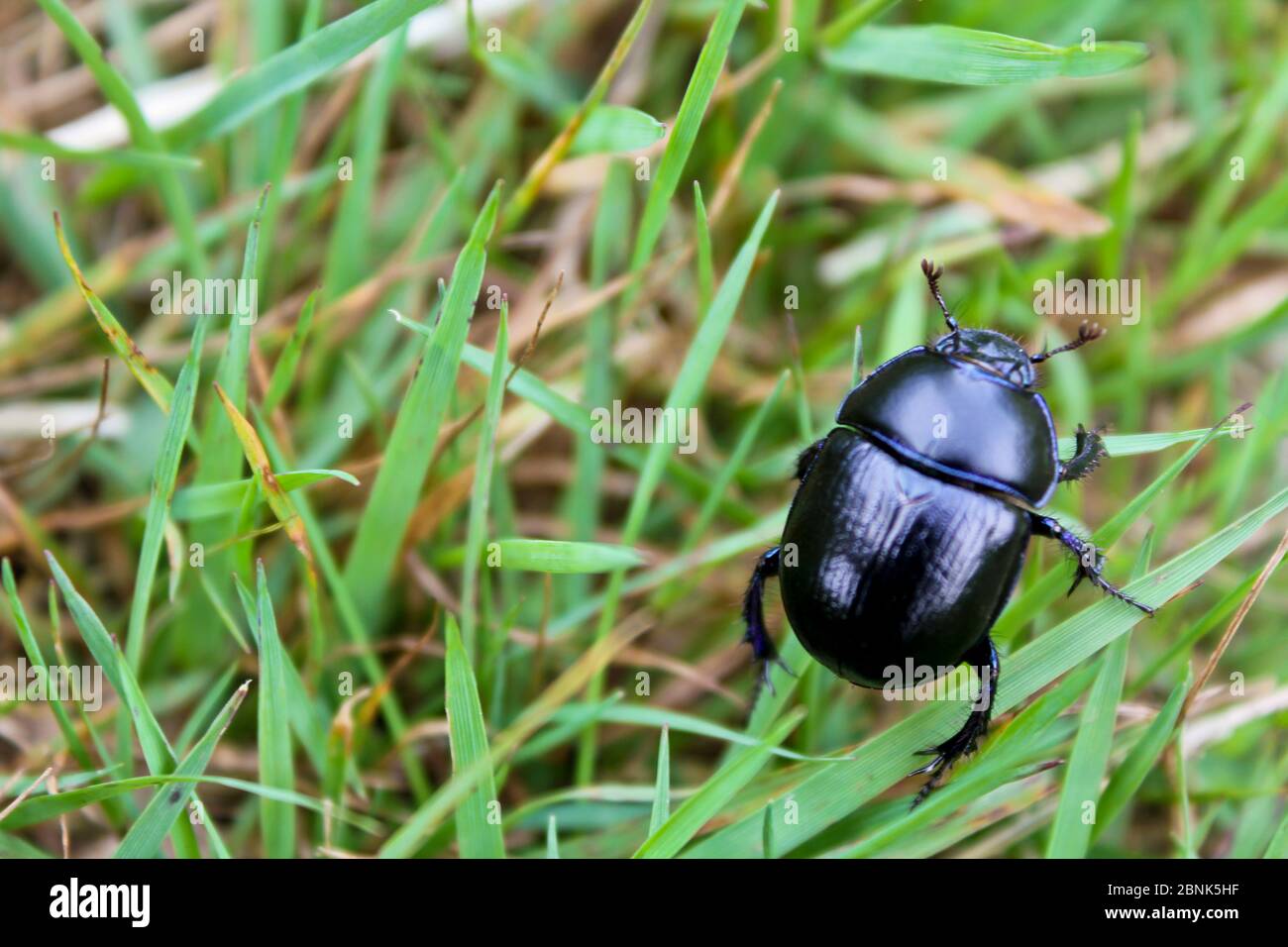 Dung beetle in a meadow in northern Germany Stock Photo - Alamy