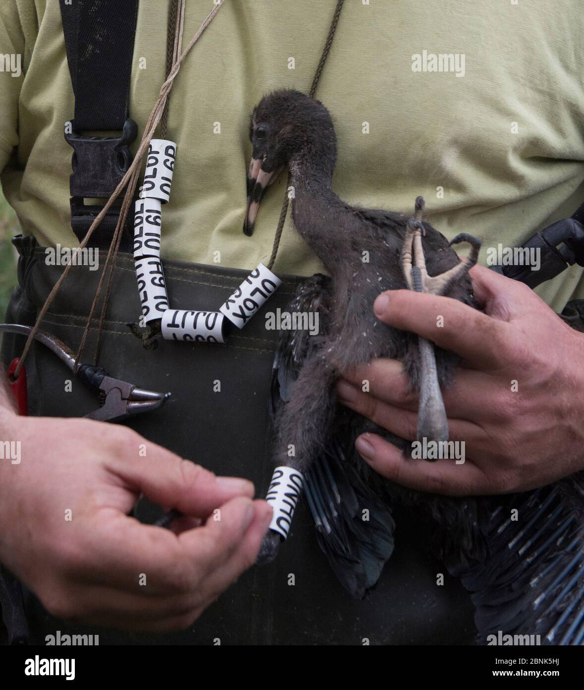 Conservationist ringing Glossy ibis (Plegadis falcinellus) in Tamarisk ...