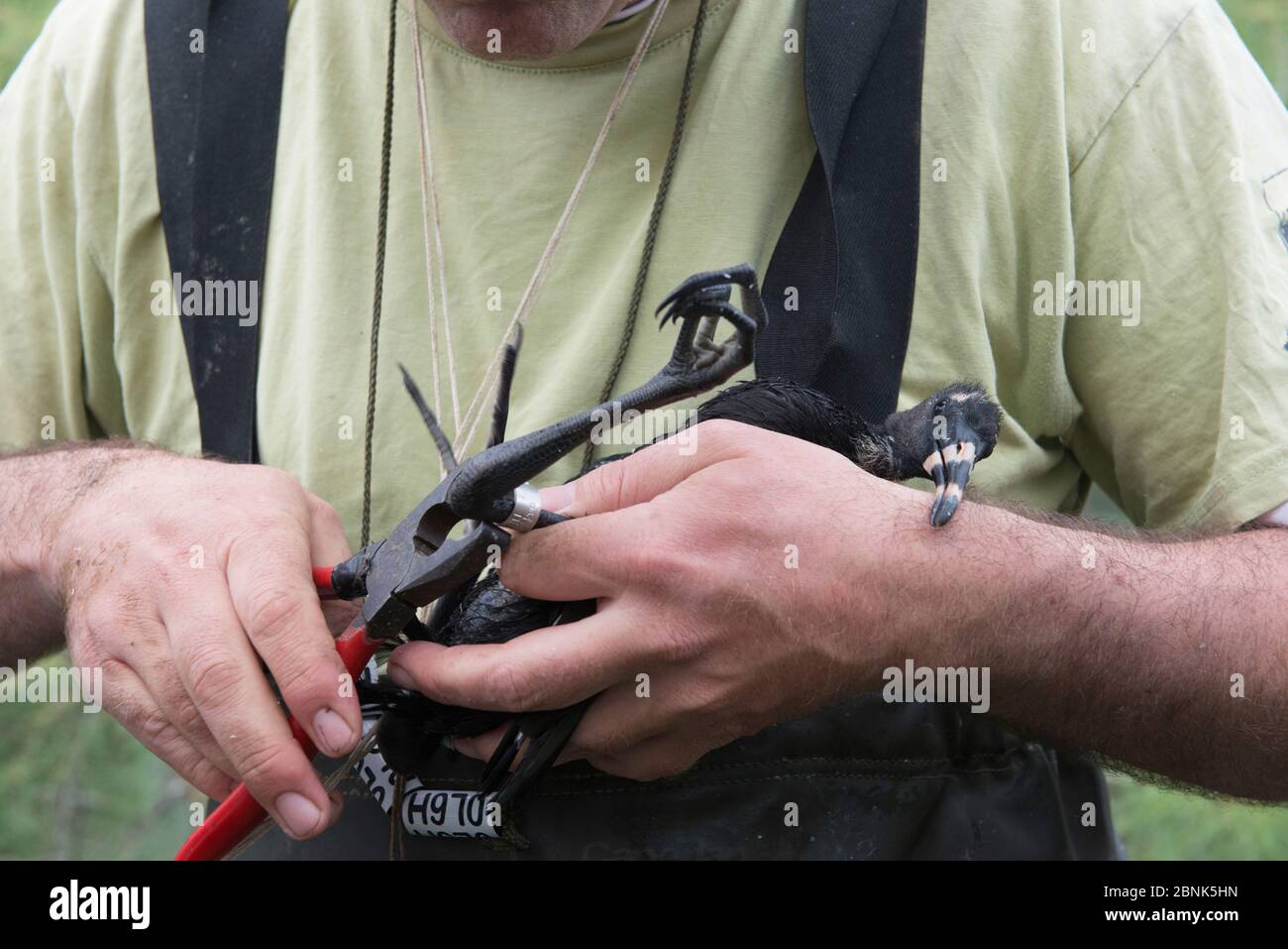 Conservationist ringing Glossy ibis (Plegadis falcinellus) in Tamarisk ...