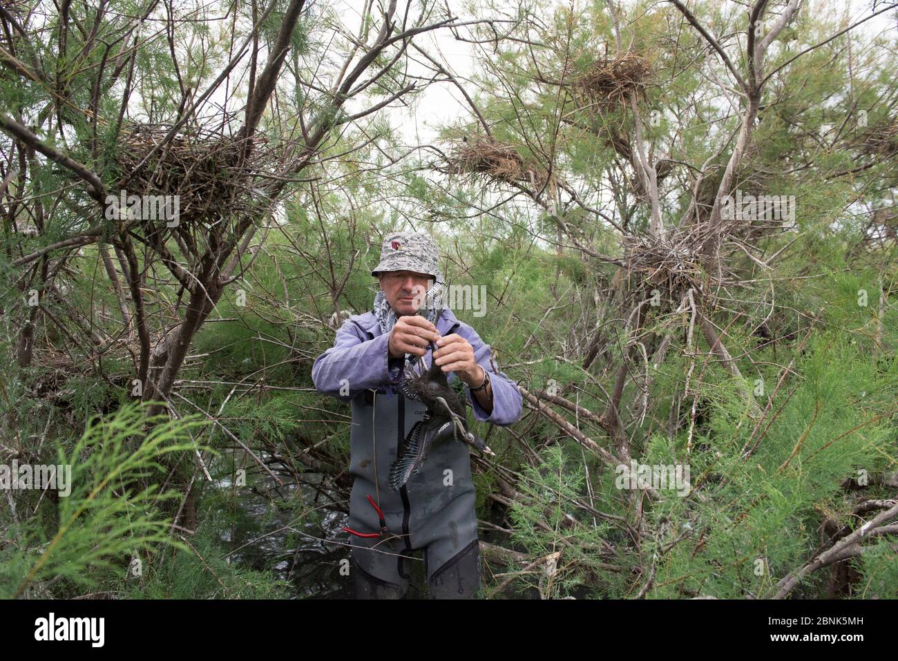 Conservationist ringing Glossy ibis (Plegadis falcinellus) in Tamarix ...