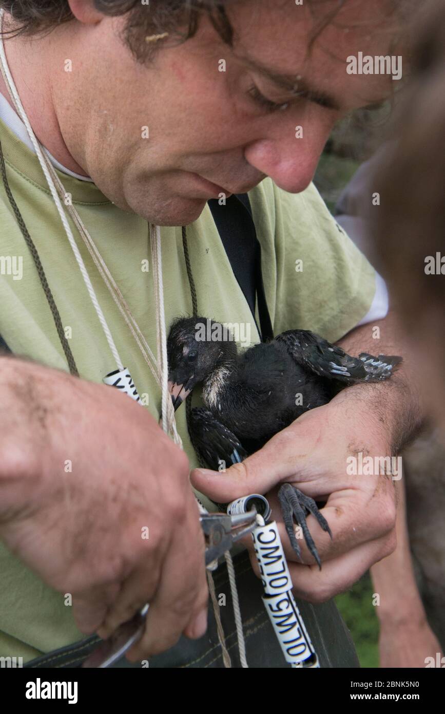 Ibis chick hi-res stock photography and images - Alamy