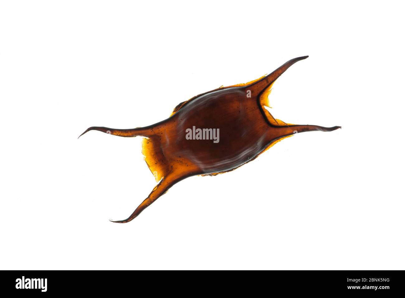 Raja raja the great Cut Out Stock Images & Pictures - Alamy