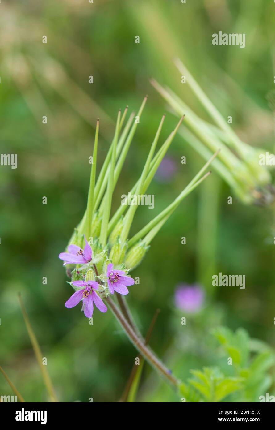 Geranium moschatum hi-res stock photography and images - Alamy