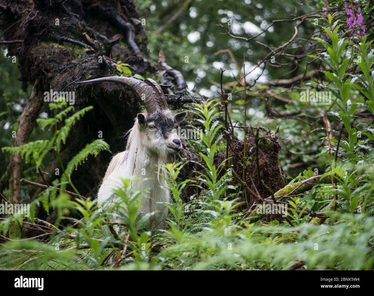 Feral goat (Capra hircus) Beddgelert, Snowdonia, north Wales, UK, July ...