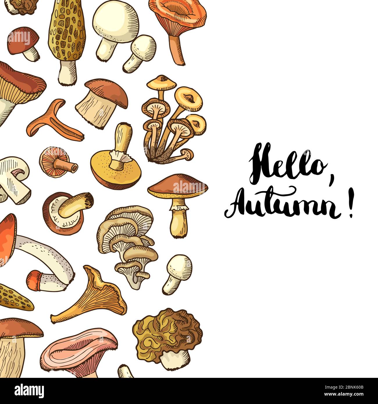 Vector hand drawn mushrooms background with place for text illustration ...