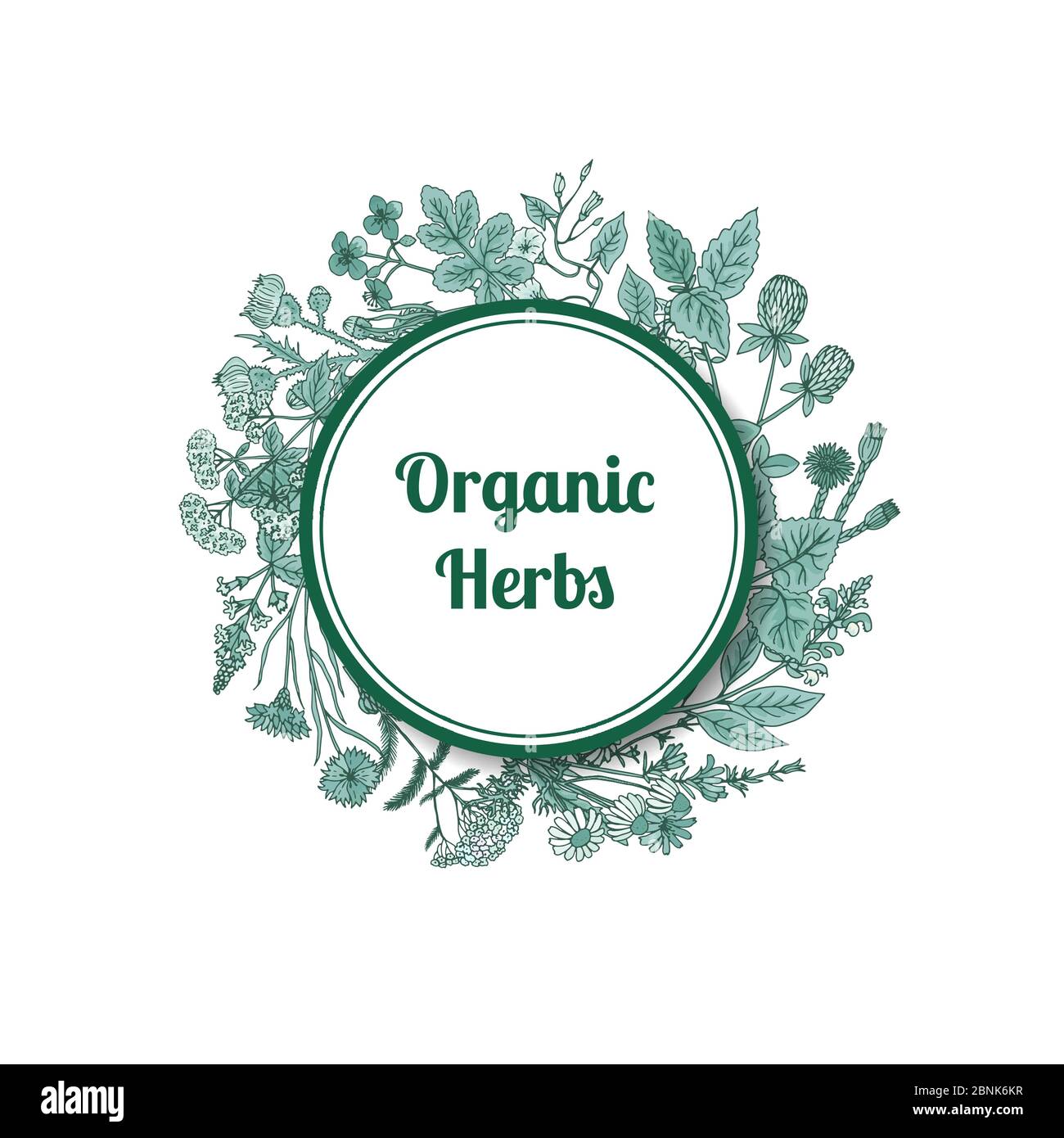 Vector hand drawn medical herbs under circle with place for text ...