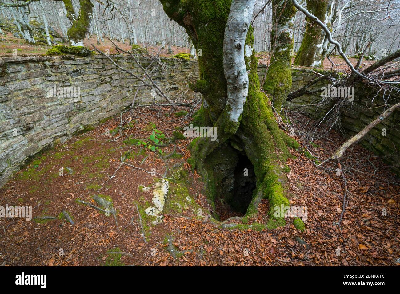 Twisted beech tree fagus sylvatica hi-res stock photography and images ...