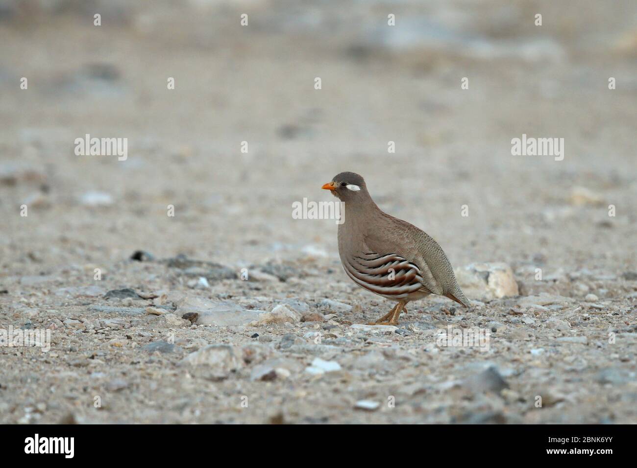 Sand partridge (Ammoperdix heyi) male, Oman, January Stock Photo - Alamy