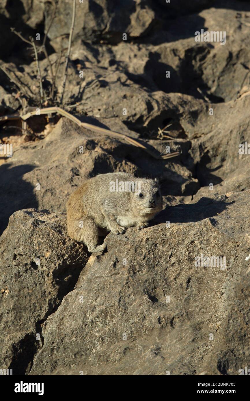 Rock hyrax (Procavia syriaca) amongst rocks, Oman, February Stock Photo ...