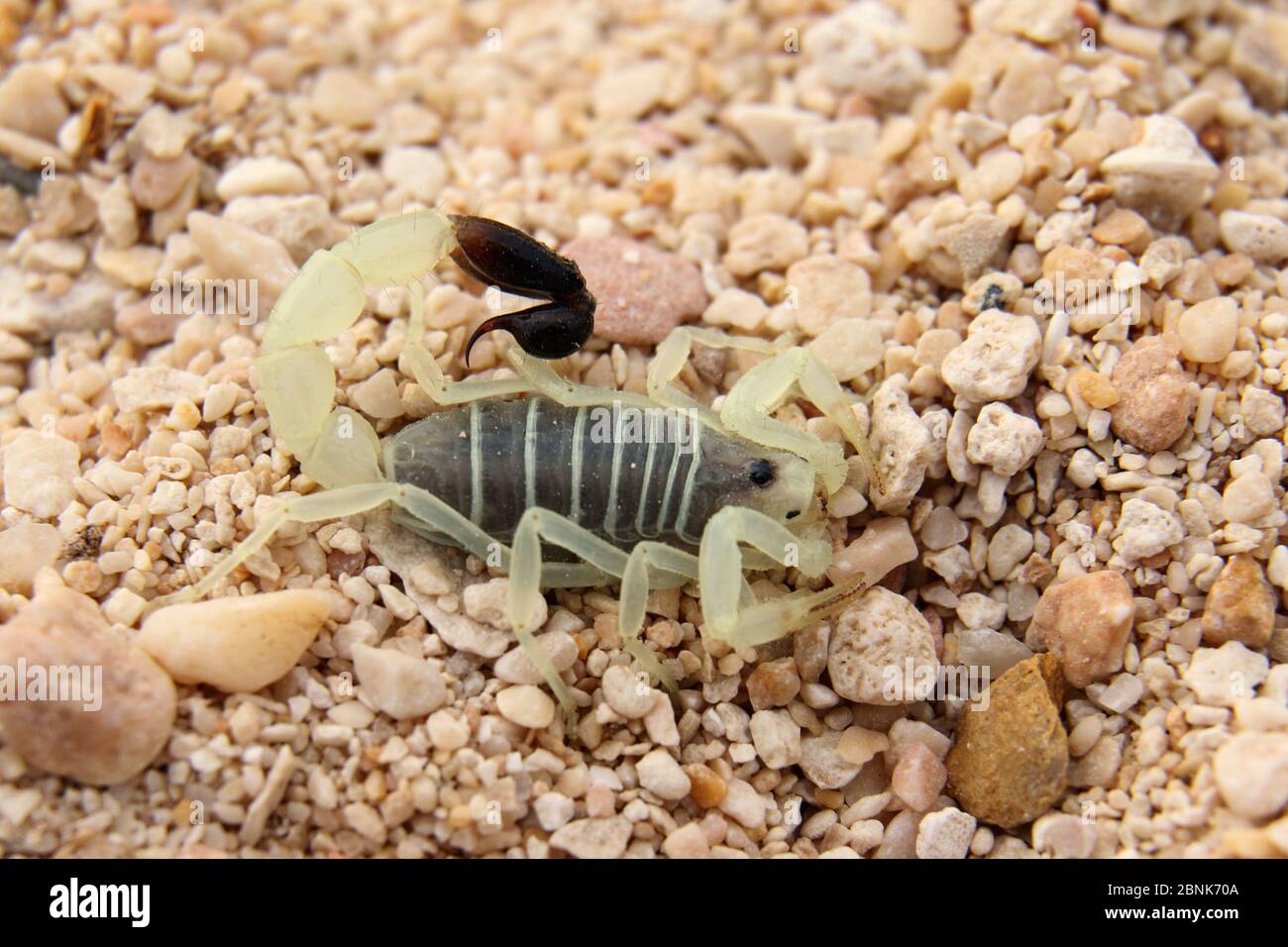 Scorpion (Hottentotta jayakari) February, Oman Stock Photo - Alamy
