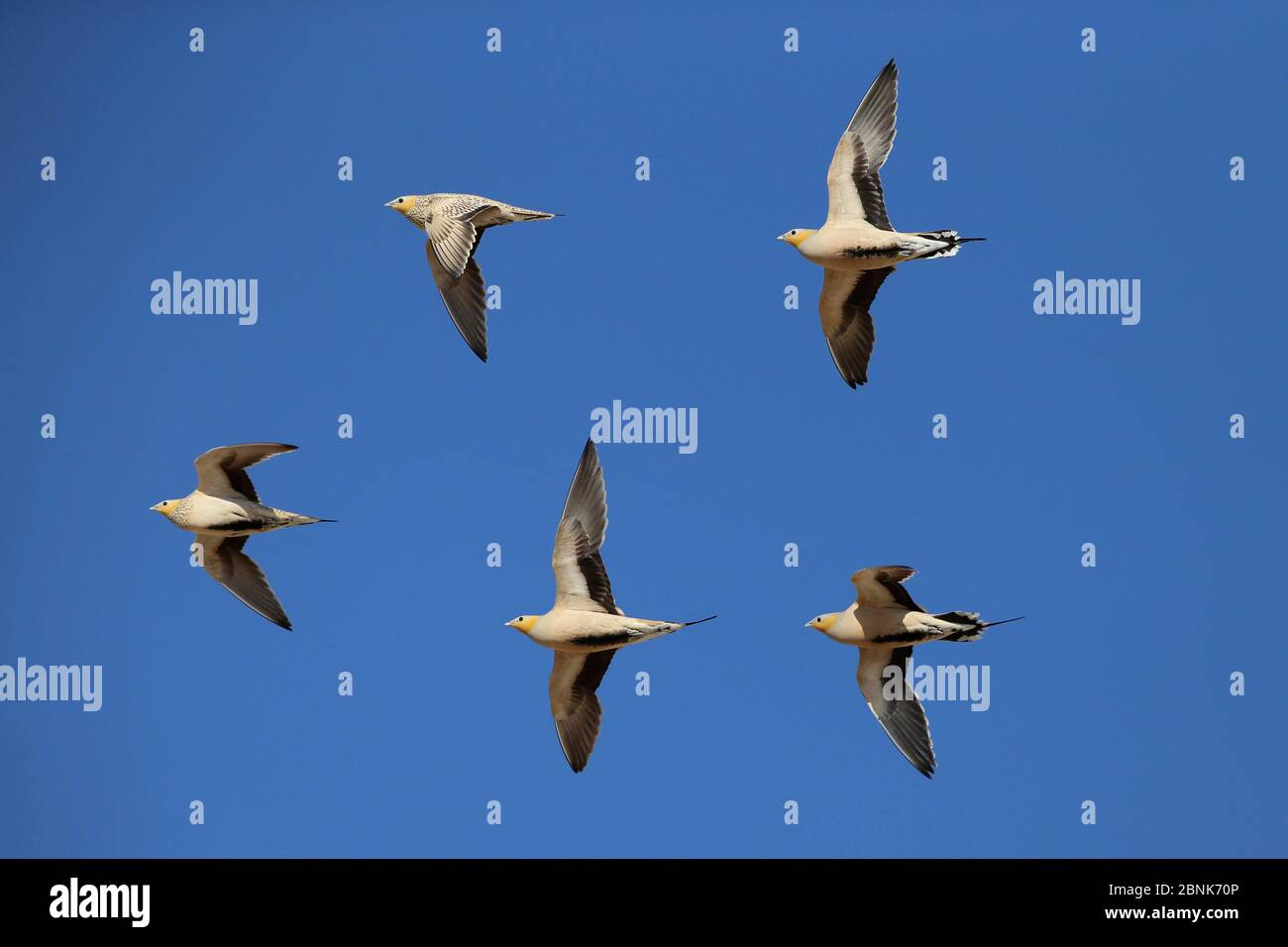 Spotted sandgrouse (Pterocles senegallus) flock in flight, Oman ...