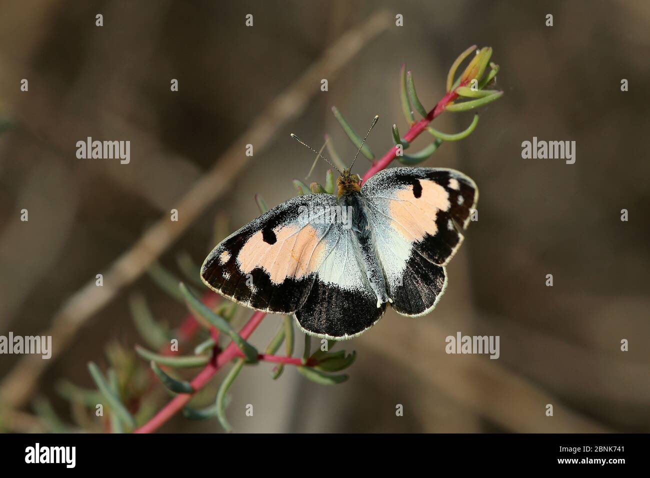 Blue spotted arab butterfly (Colotis phisadia) Oman, January Stock ...