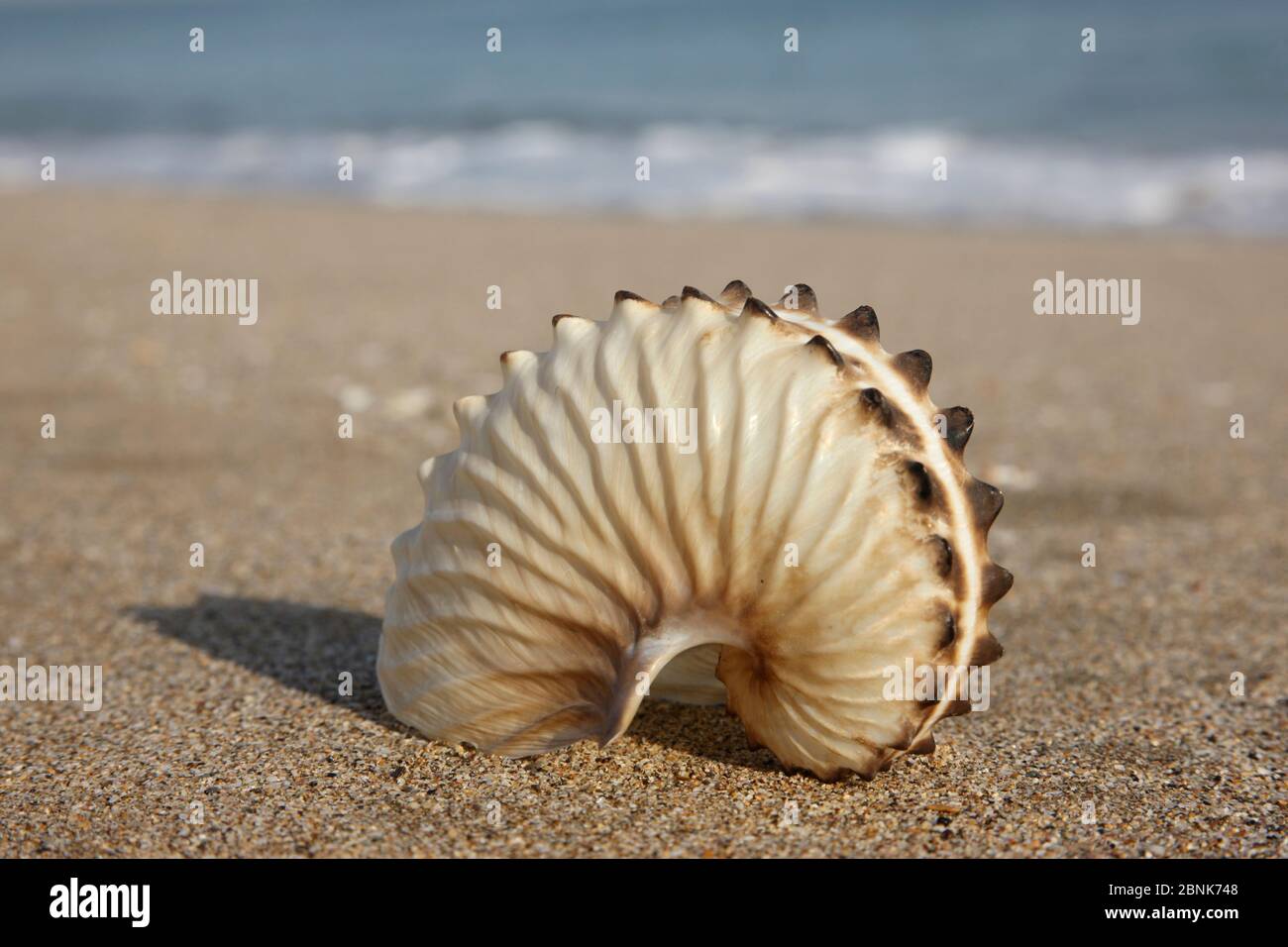 Argonauta hi-res stock photography and images - Alamy