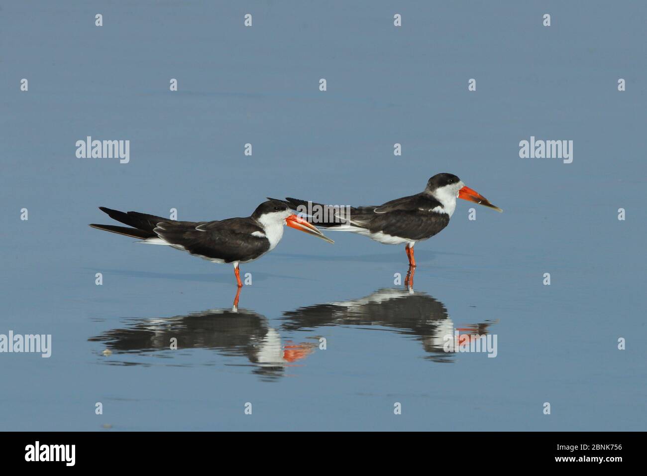 African skimmers hi-res stock photography and images - Alamy