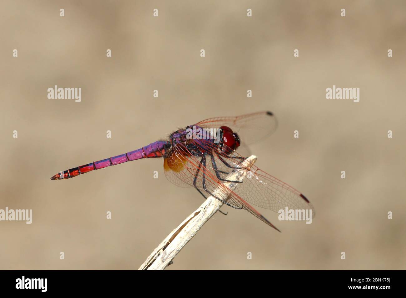 Violet dropwing dragonfly (Trithemis annulata) male, November, Oman ...