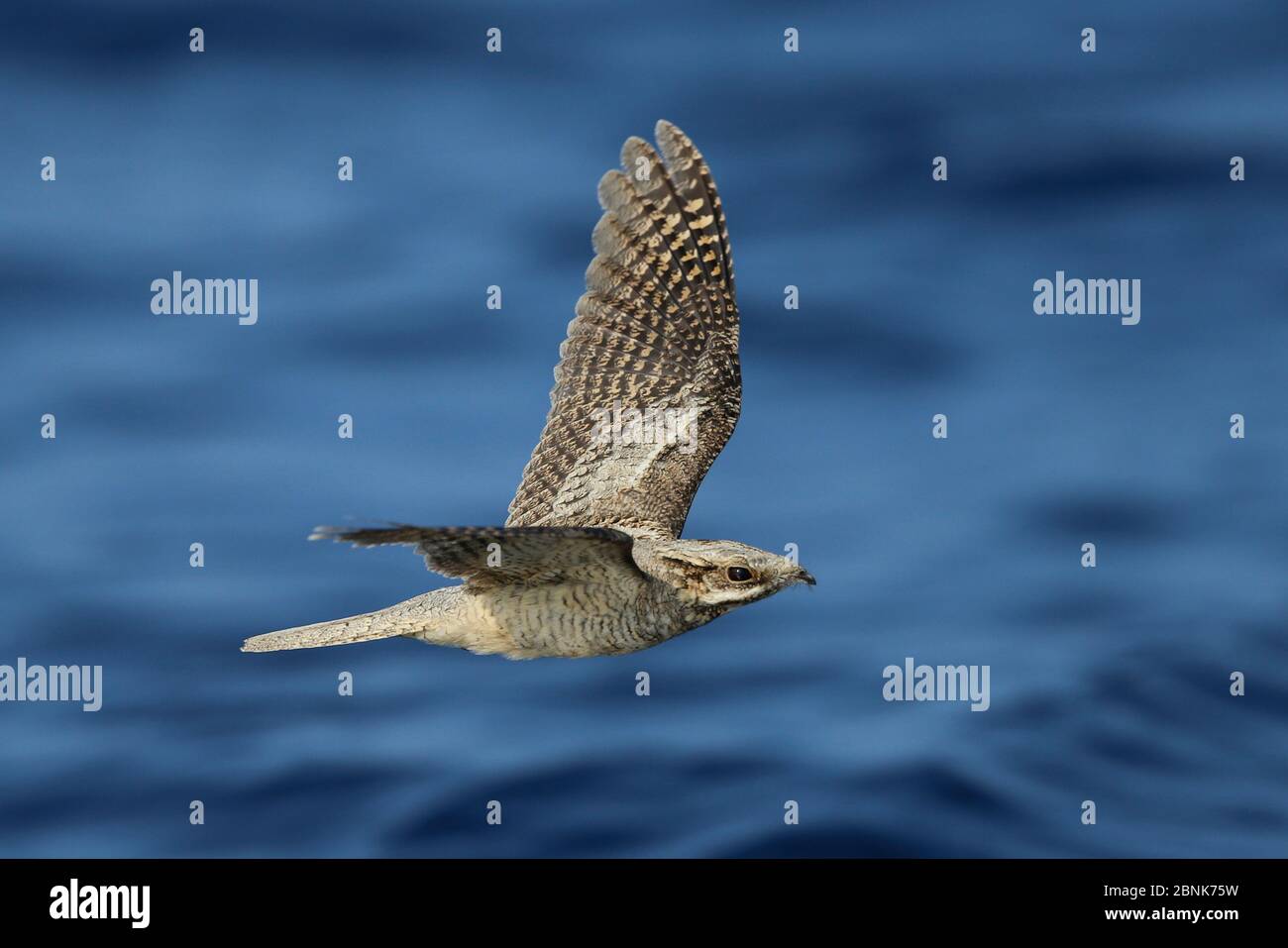 Nightjar Flying Nightjar Bird Facts | Caprimulgus Europaeus