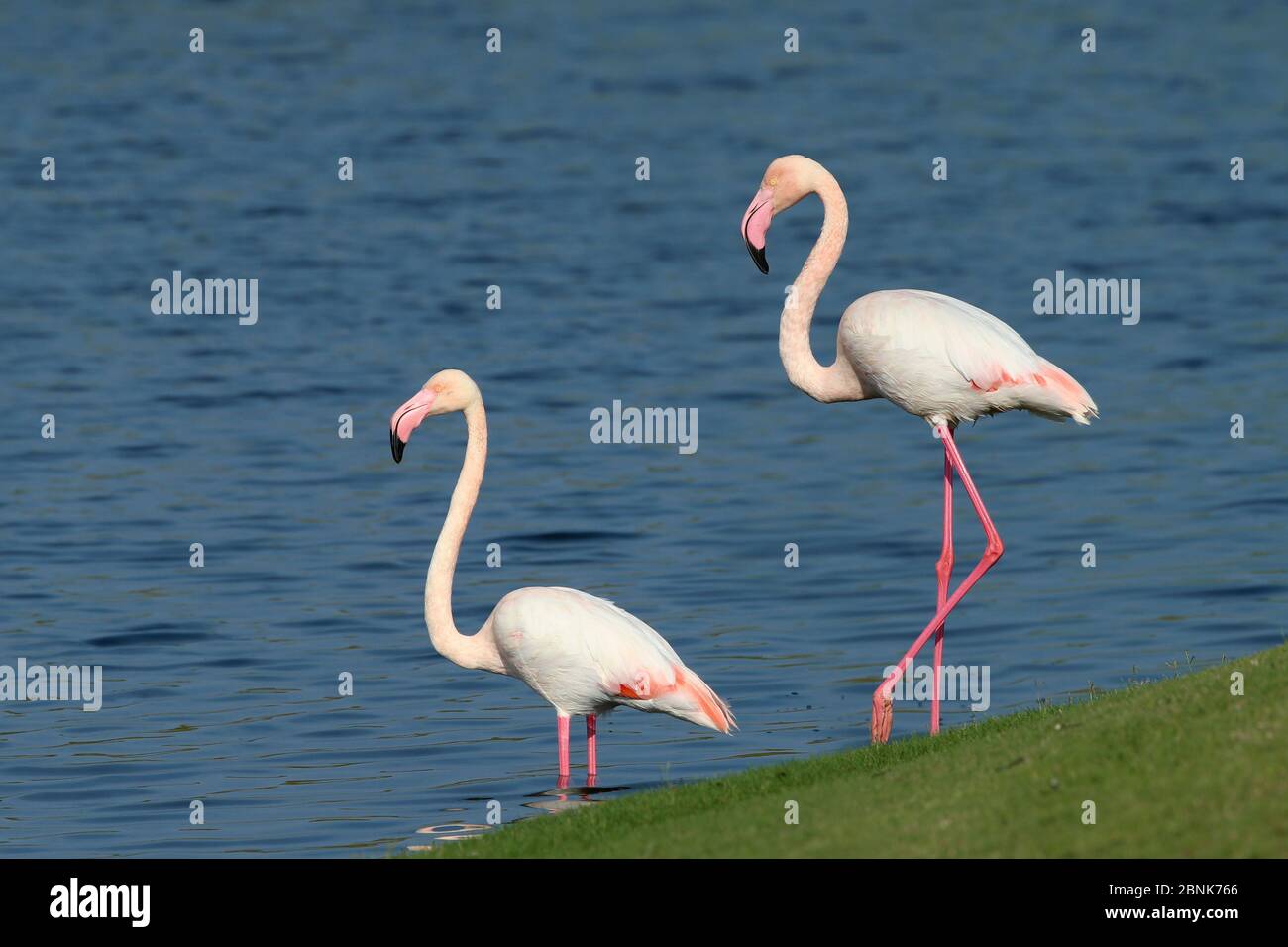 Flamingo golf course hi-res stock photography and images - Alamy