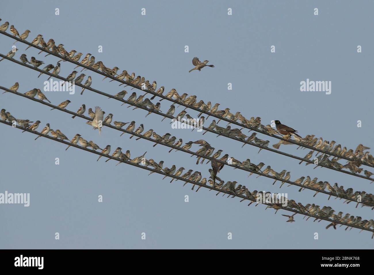 House sparrows (Passer domesticus) large flock perched on wires with a ...