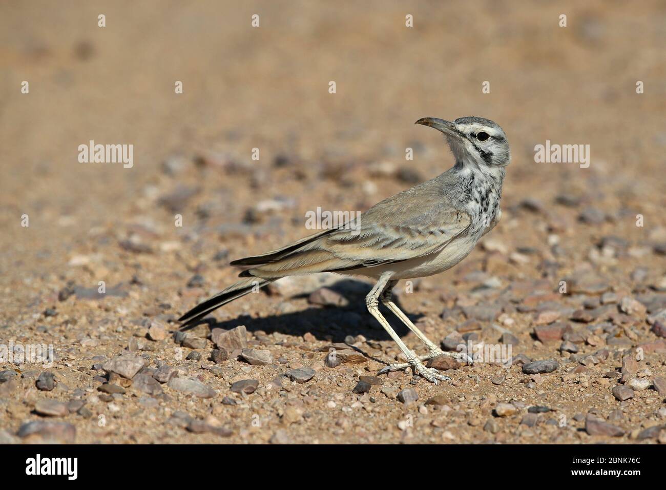 Greater hoopoe lark (Alaemon alaudipes) Oman, Janauary Stock Photo - Alamy