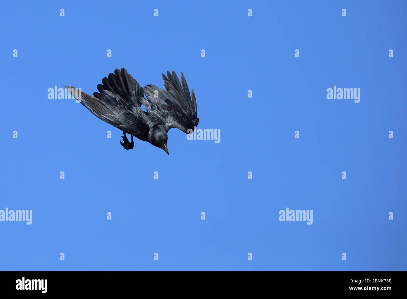 Fan-tailed raven (Corvus rhipidurus) in flight, diving through the air ...