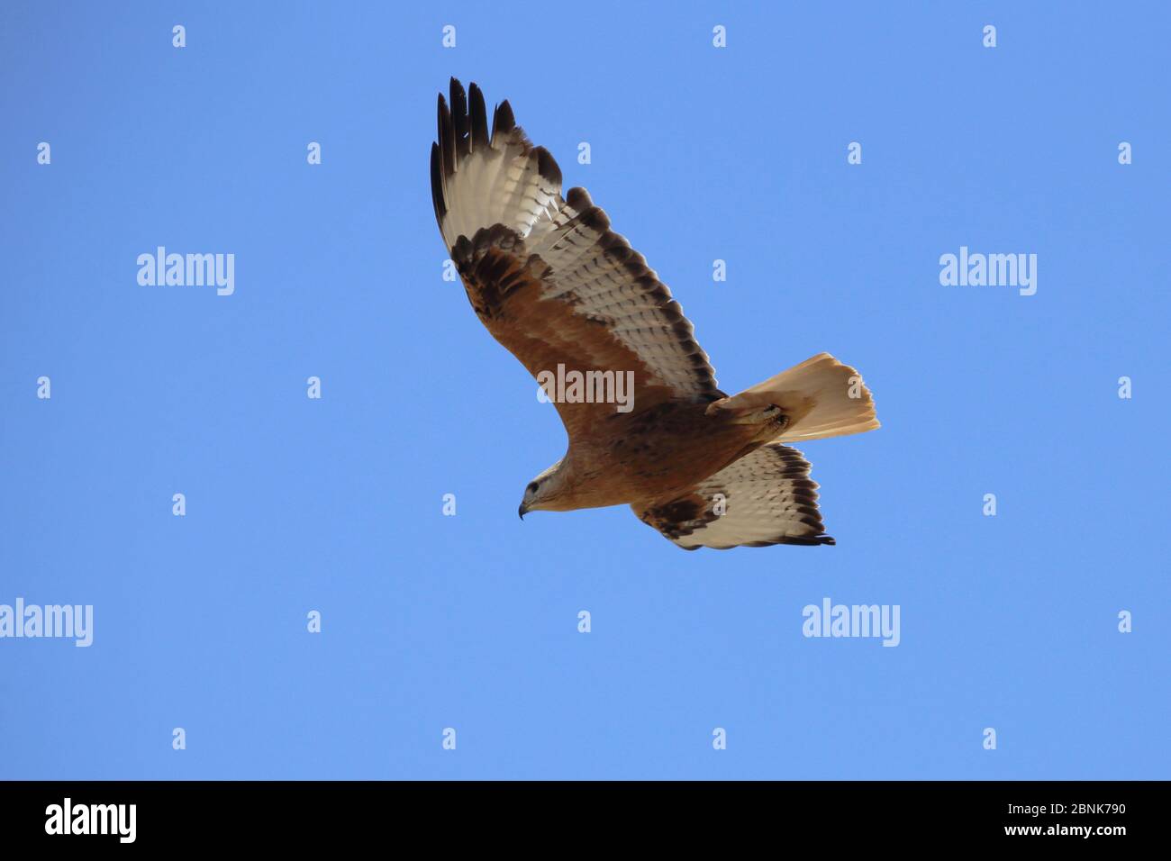 Long legged buzzard in flight hi-res stock photography and images - Alamy