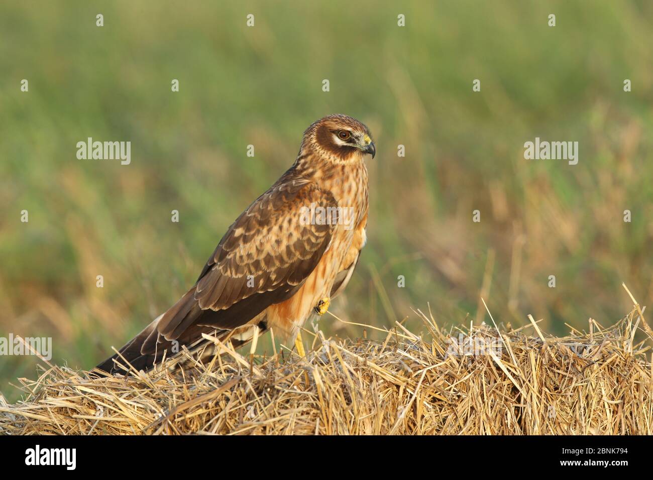 Pallid harrier hi-res stock photography and images - Alamy
