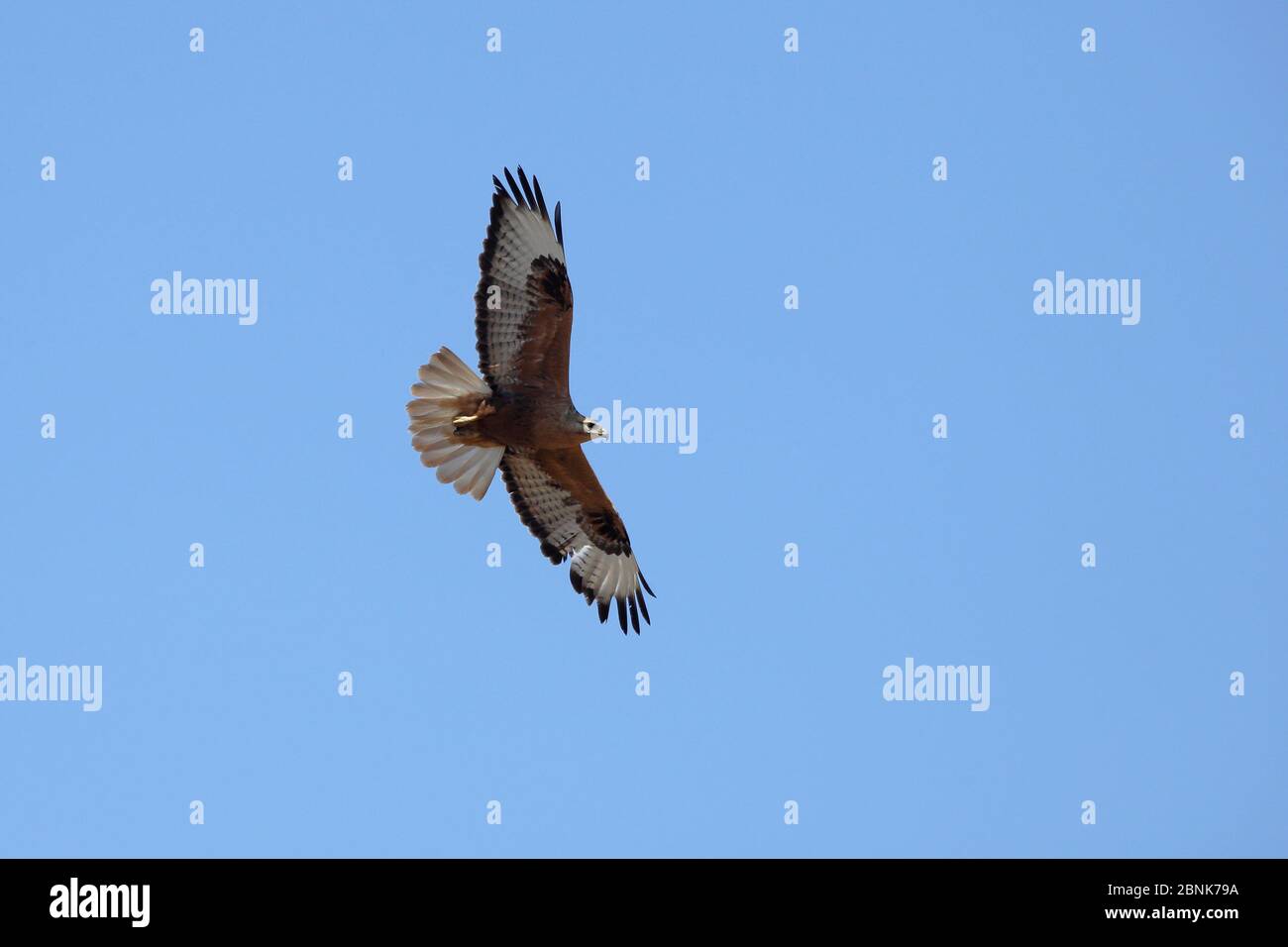 Long legged buzzard (Buteo rufinus) in flight, Oman, February Stock ...