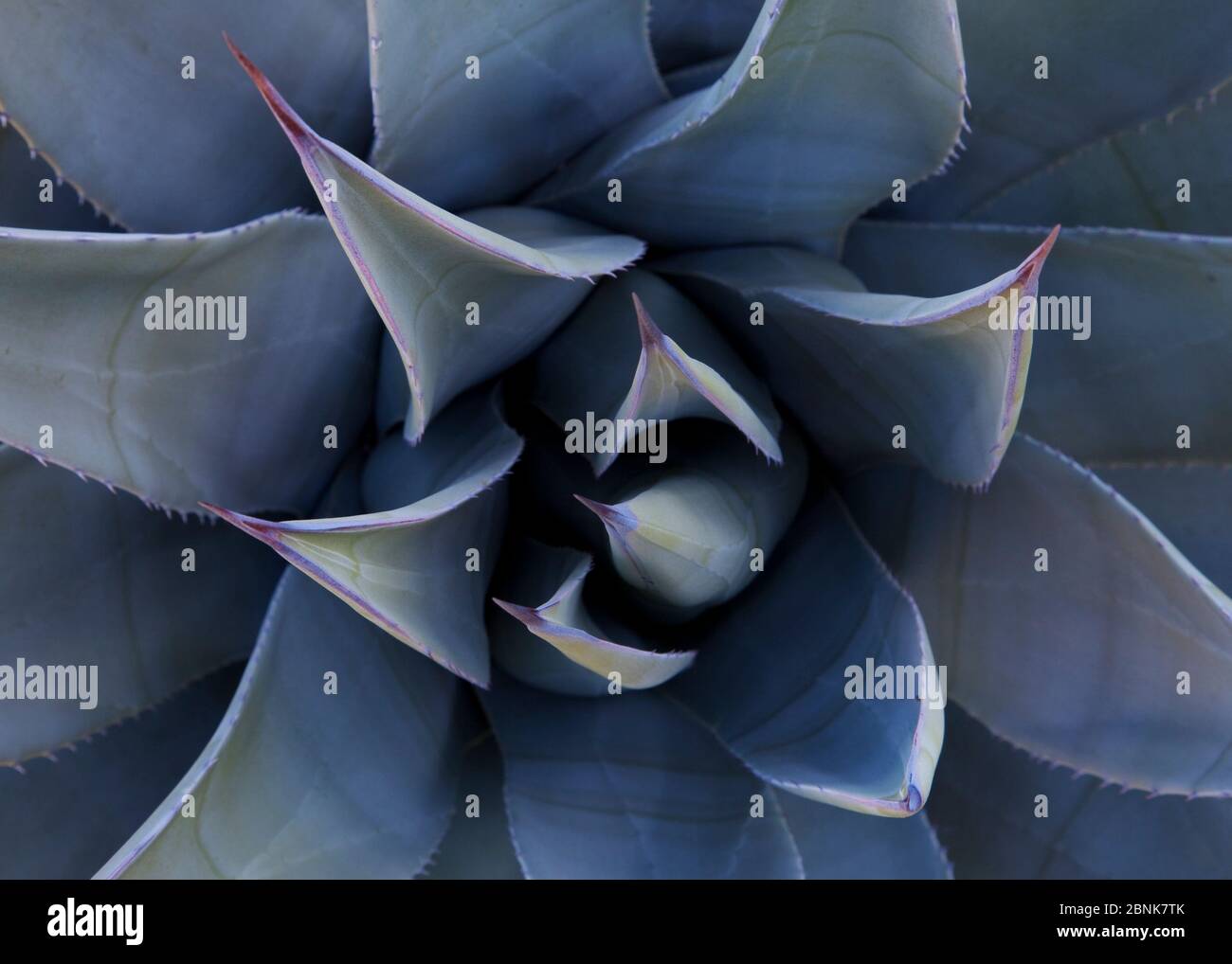 Desert agave (Agave deserti) Anza-Borrego State Park, California, USA ...