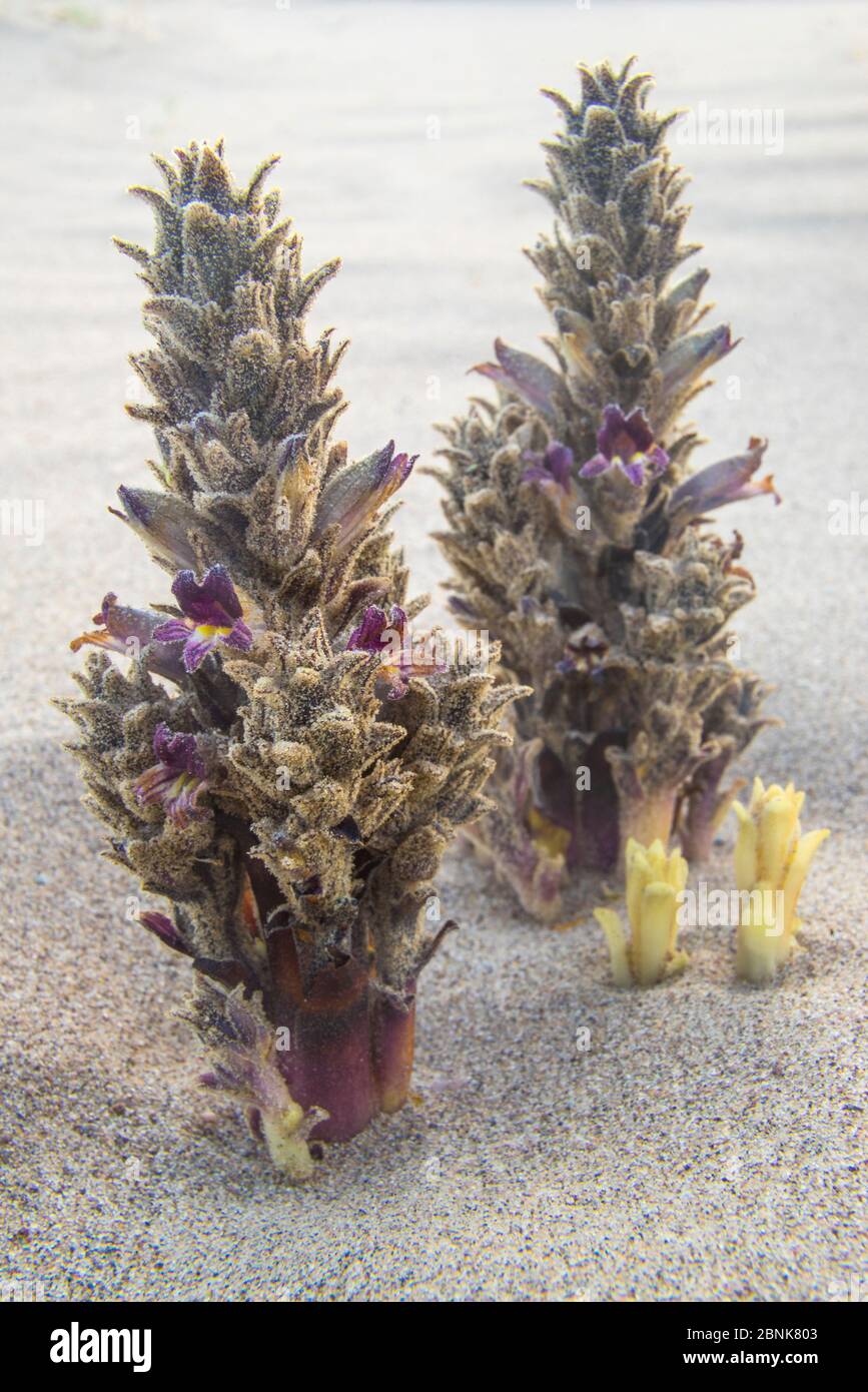 Cooper's broomrape (Orobanche cooperi) emerges from the sand. The ...