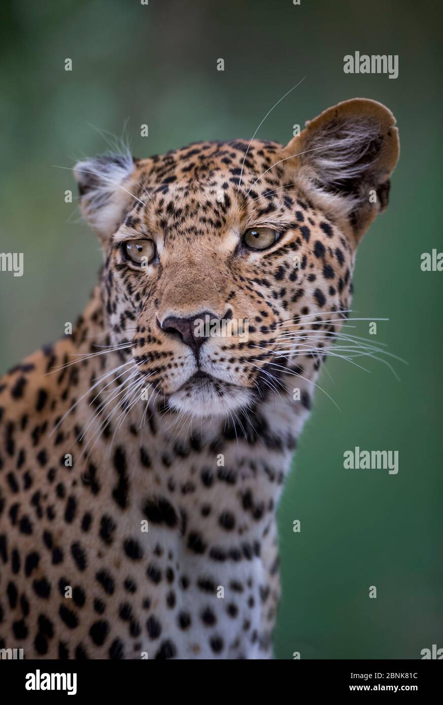 Chief’s island botswana hi-res stock photography and images - Alamy